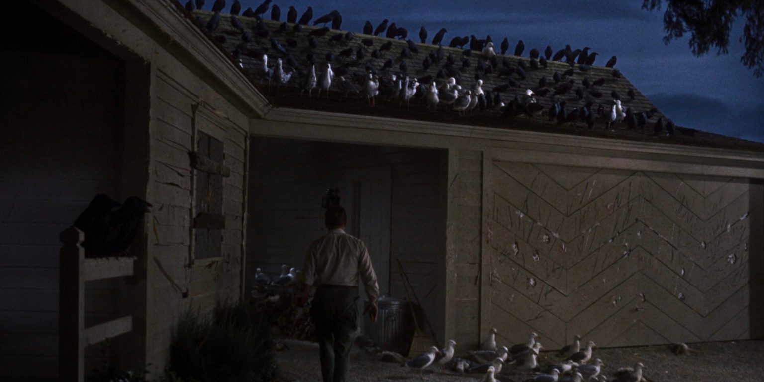 Alfred Hitchcock’s ‘The Birds’ Explained: Nature’s Revenge – Creepy Catalog