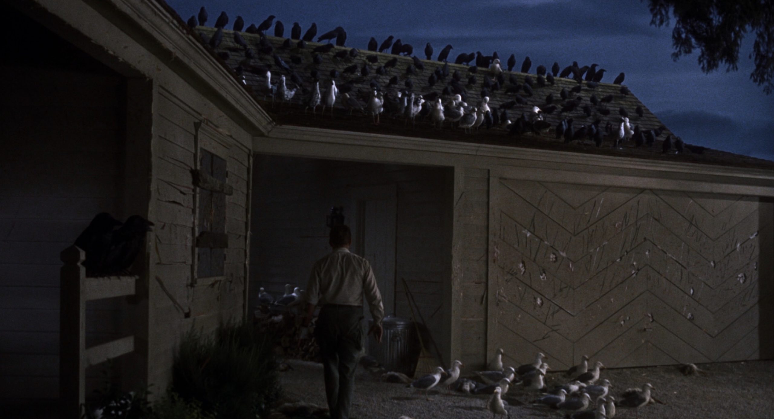 38 Facts About Alfred Hitchcocks ‘the Birds That You Probably Didnt Know Creepy Catalog