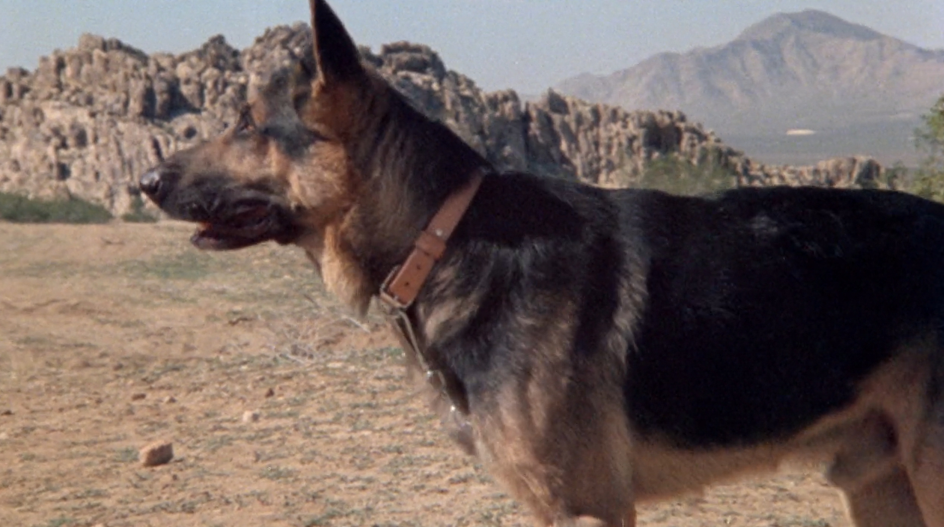 16+ Most Memorable Dogs in Horror Movies – Creepy Catalog