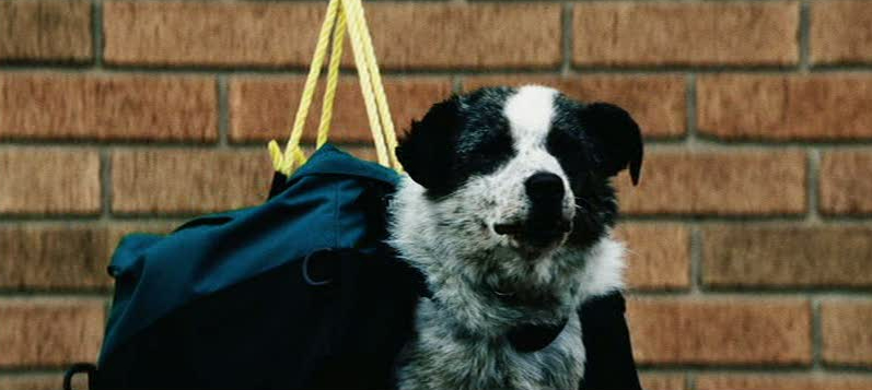 16+ Most Memorable Dogs in Horror Movies – Creepy Catalog