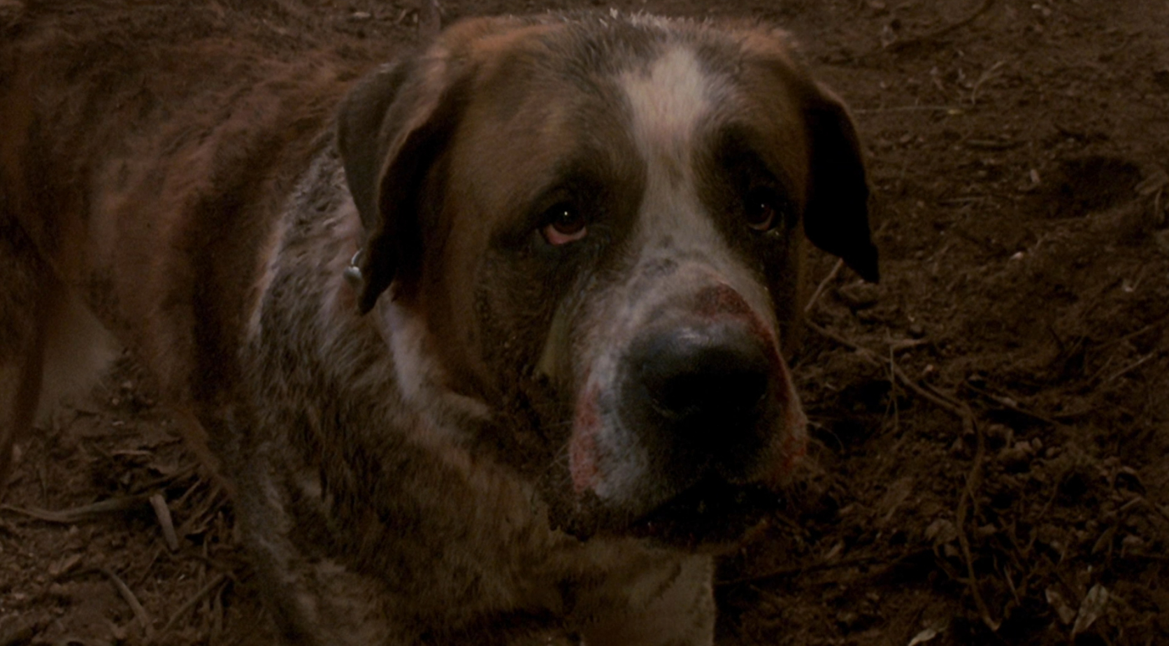 16+ Most Memorable Dogs in Horror Movies – Creepy Catalog