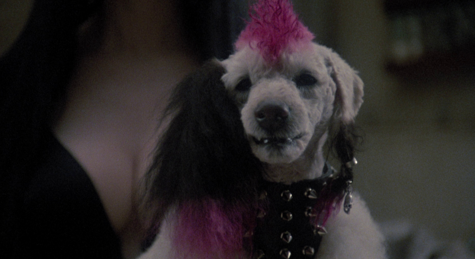 16+ Most Memorable Dogs in Horror Movies – Creepy Catalog