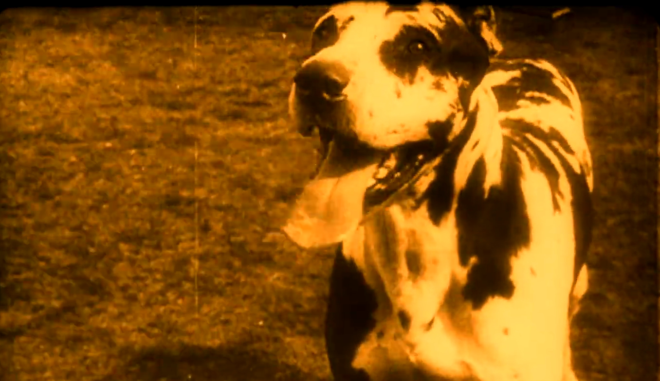 16+ Most Memorable Dogs in Horror Movies – Creepy Catalog