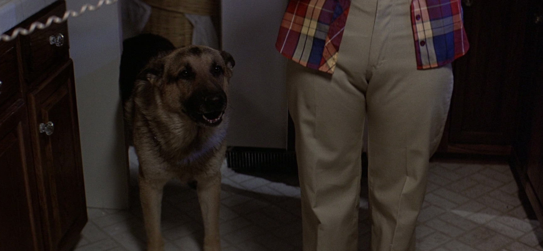16+ Most Memorable Dogs in Horror Movies – Creepy Catalog