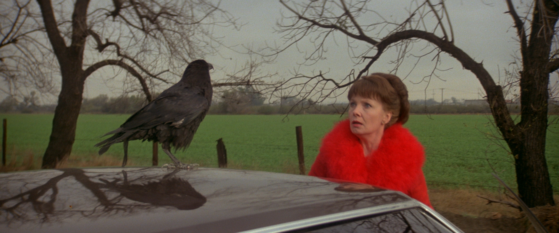 10+ Best Bird Horror Movies – Creepy Catalog