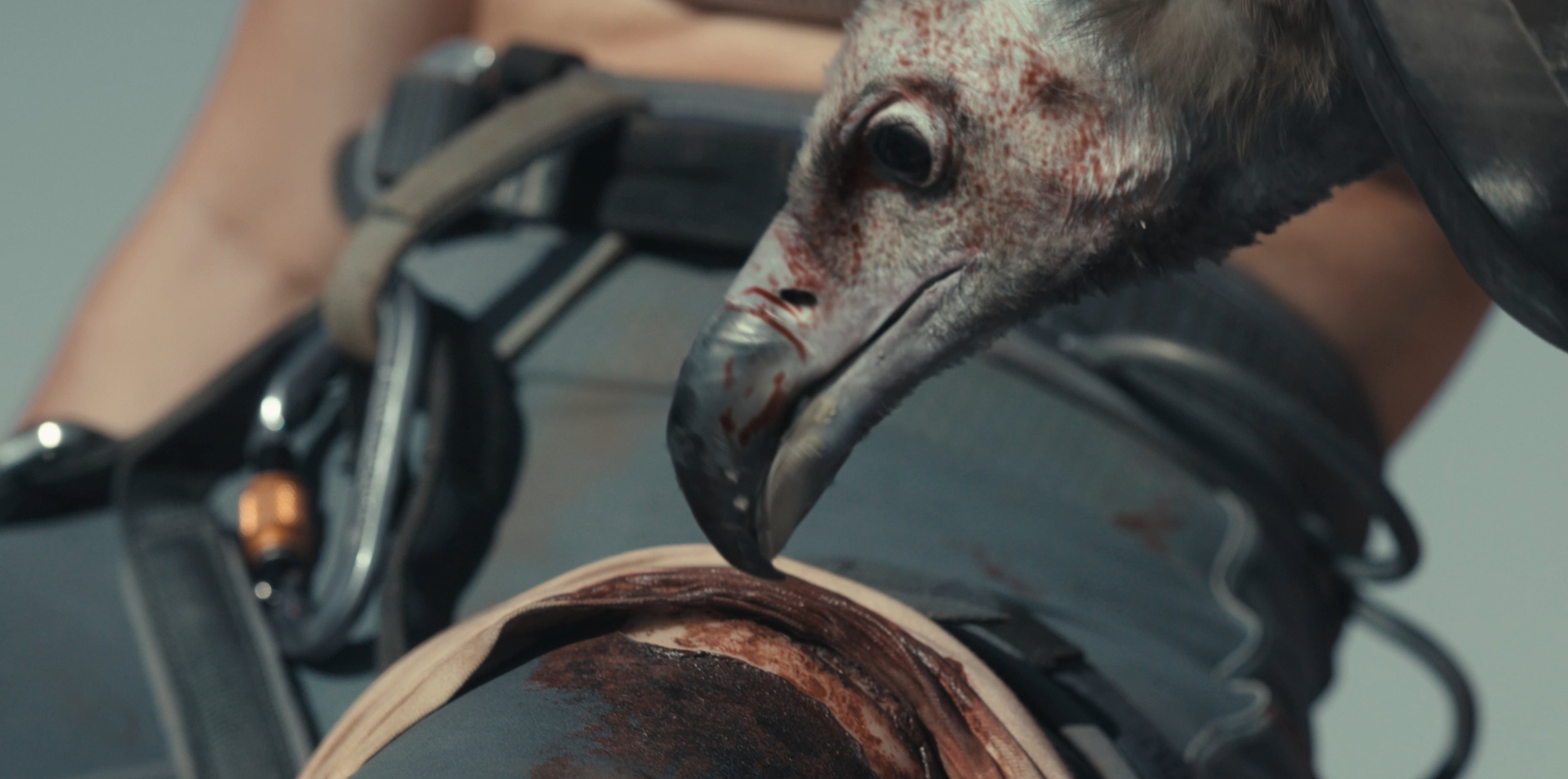 10+ Best Bird Horror Movies – Creepy Catalog
