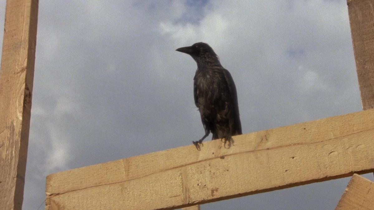 Animal Horror Movies: The Best Creature Feature Films Ever Made ...