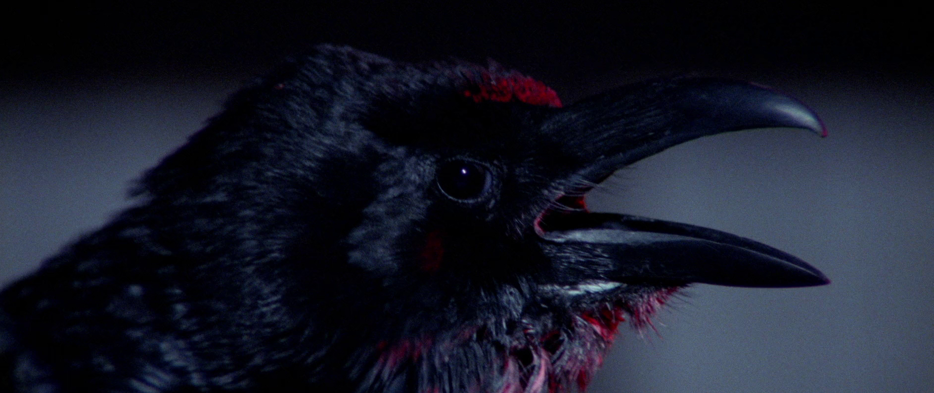 10+ Best Bird Horror Movies – Creepy Catalog